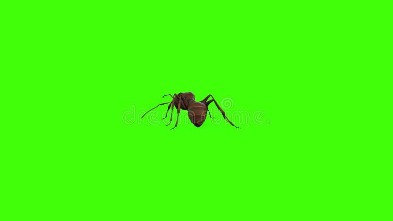 Green Screen Ants Stock Footage & Videos - 80 Stock Videos