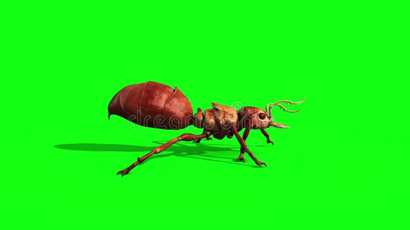 Ant Insect Run Cycle Side Green Screen 3D Rendering Animation Stock ...