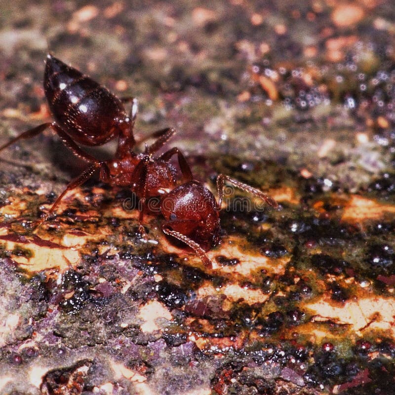Ant stock photo. Image of animal, pest, beautiful, arthropod - 182478500