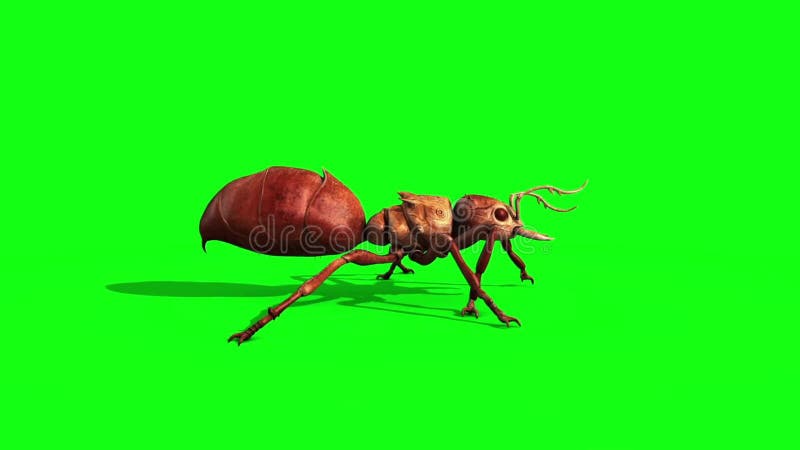 Ant Insect Run Cycle Side Green Screen 3D Rendering Animation Stock ...