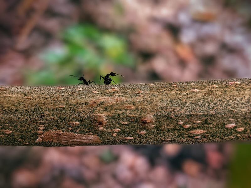 Ant Insects Standing on the Tree Trunk Stock Image - Image of trunk ...