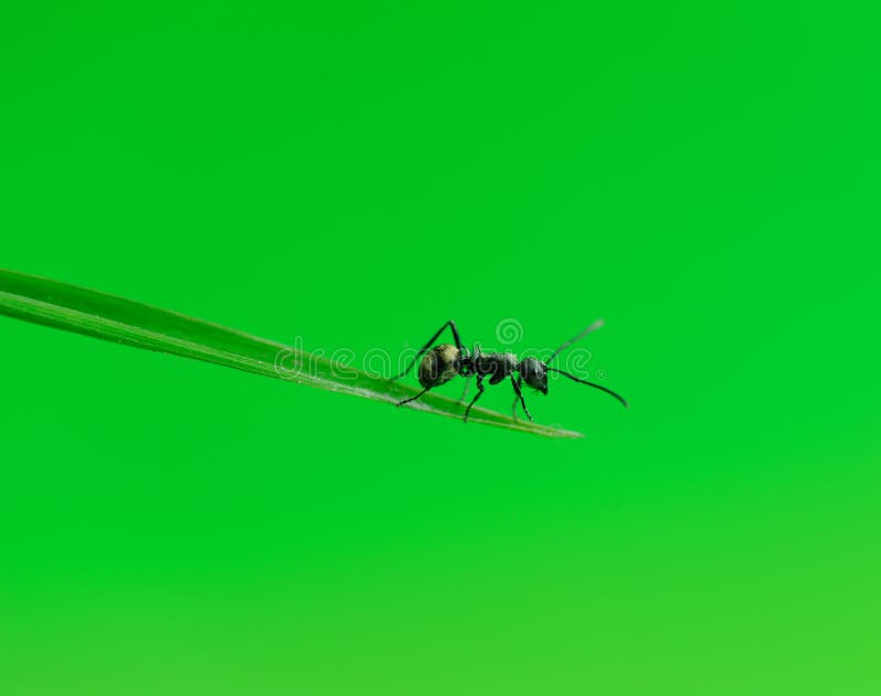 Ant isolated on grass stock photo. Image of plant, pattern - 17616484