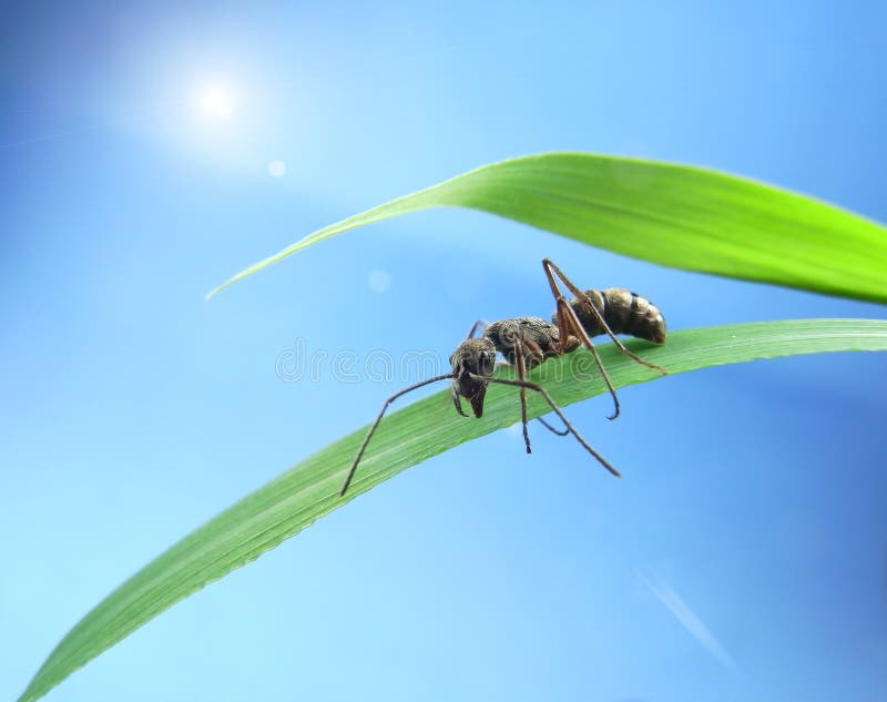 Ant isolated on grass stock image. Image of banner, direction - 19622715