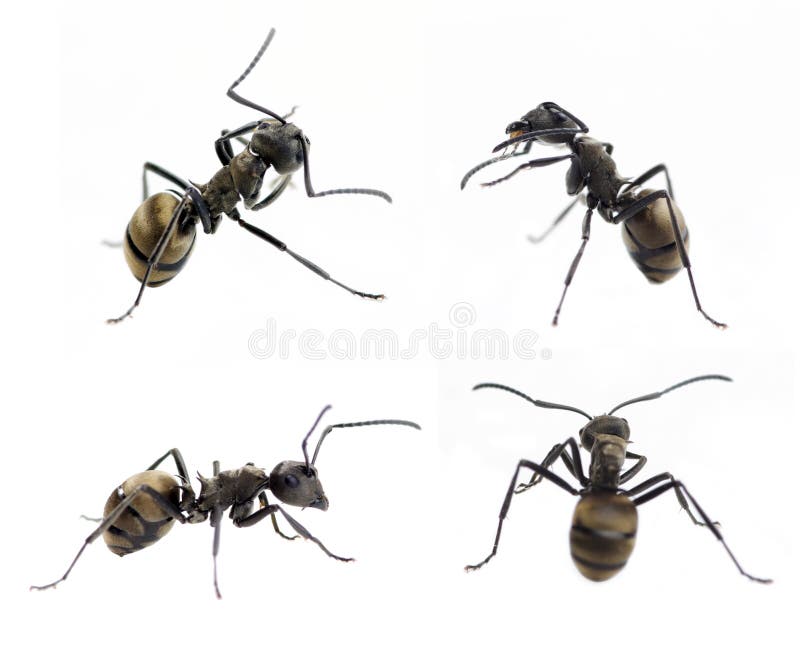 Black Ant Hive stock image. Image of hole, construction - 20928871