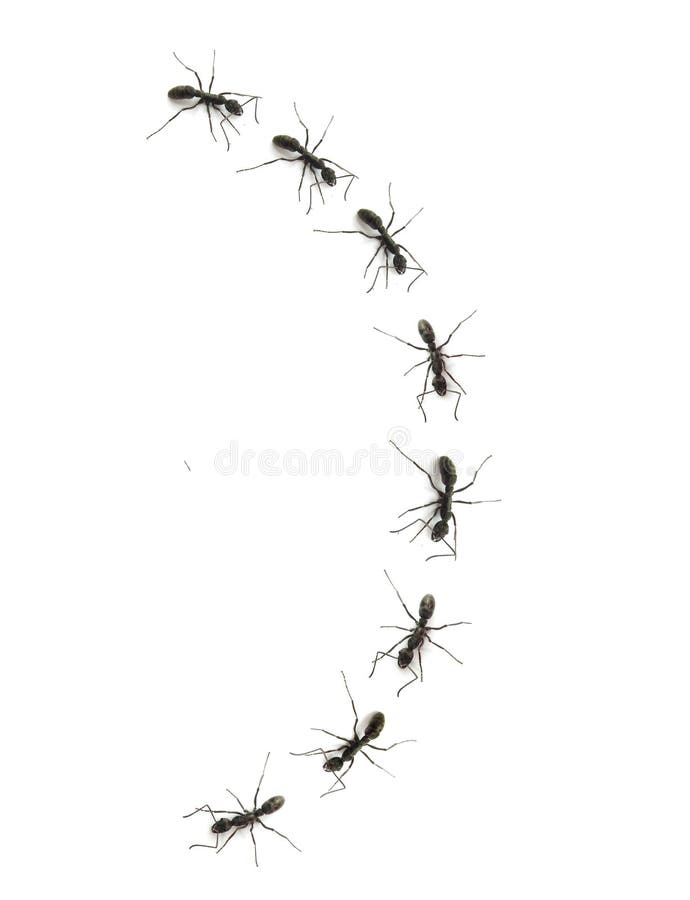 Team of Ants on Sunrise, Joy of Life, Concept Stock Image - Image of ...