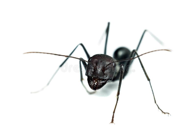 Ant Isolated on White Background Stock Image - Image of closeup, animal ...