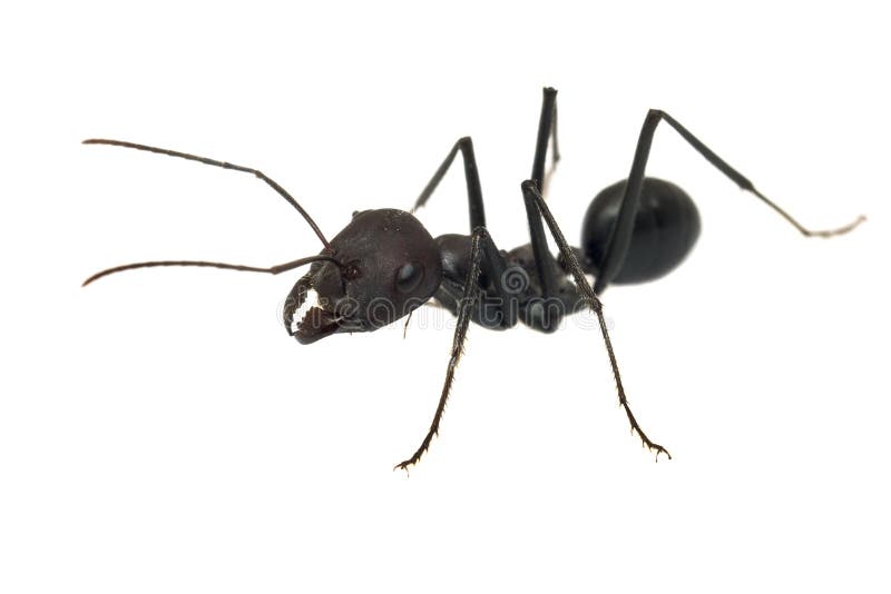 Ant side view stock photo. Image of isolated, antenna - 40692256