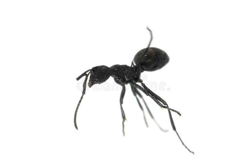 Ant Isolated on White Background Stock Image - Image of black, close ...