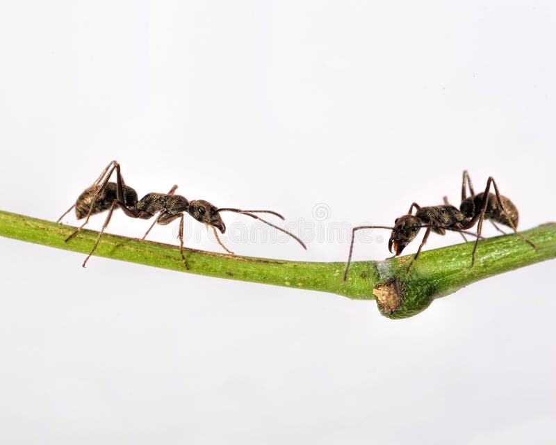 Ant isolated on white stock image. Image of insect, background - 34819151
