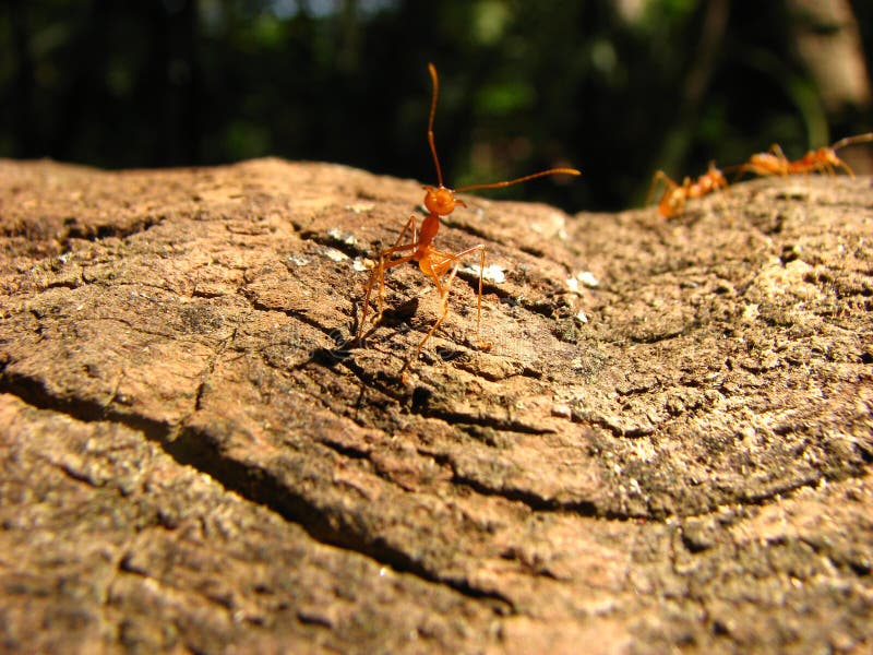 Team of Ants Rolls Stone Uphill, Teamwork Stock Image - Image of ...