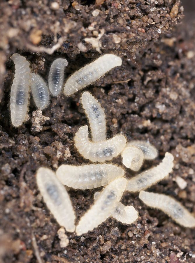 Ant Larva, Extreme Close Up Stock Image - Image of social, ground: 19579701