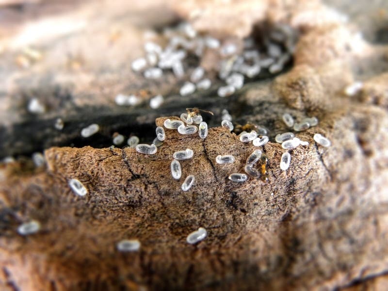 Ant Larvae 3 stock image. Image of baby, nests, insects - 90562837