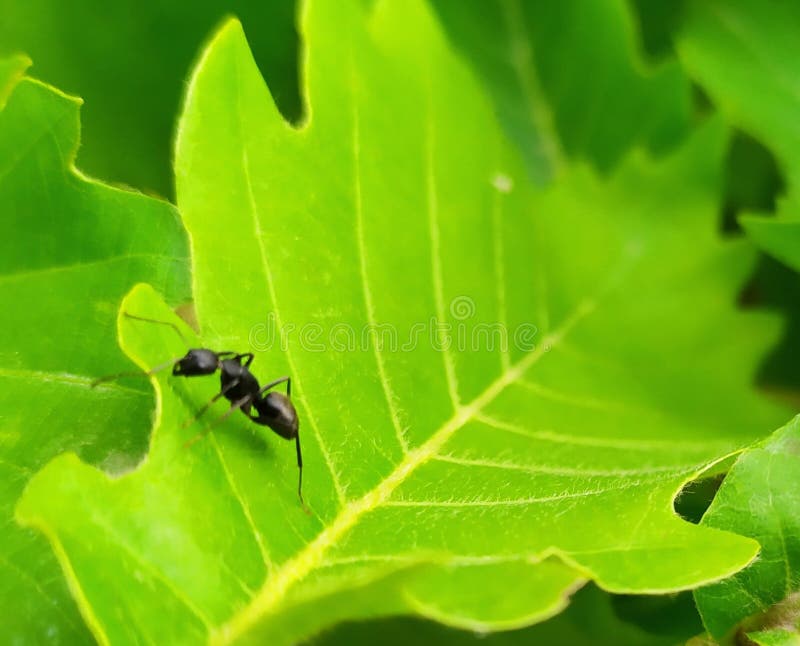 Ant on a leaf stock photo. Image of leaf, leaves, insect - 171124786