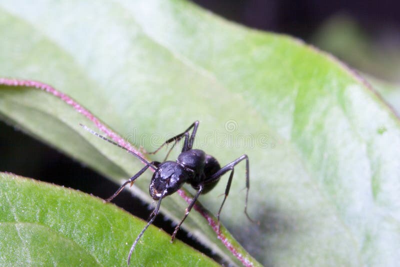Garden ant on a leaf stock photo. Image of detailed, leaf - 11825964