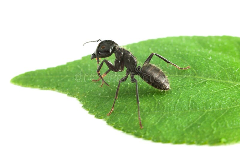 Ant on leaf stock photo. Image of antenna, object, insect - 41170320