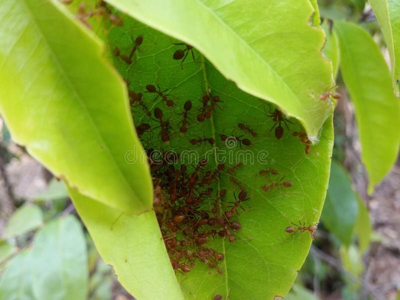 Ant stock photo. Image of leaves, forest, antleave, antcolony - 120227182