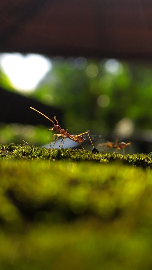Ant Life Green Wallpaper Free Stock Photo - Image of wallpaper, life ...