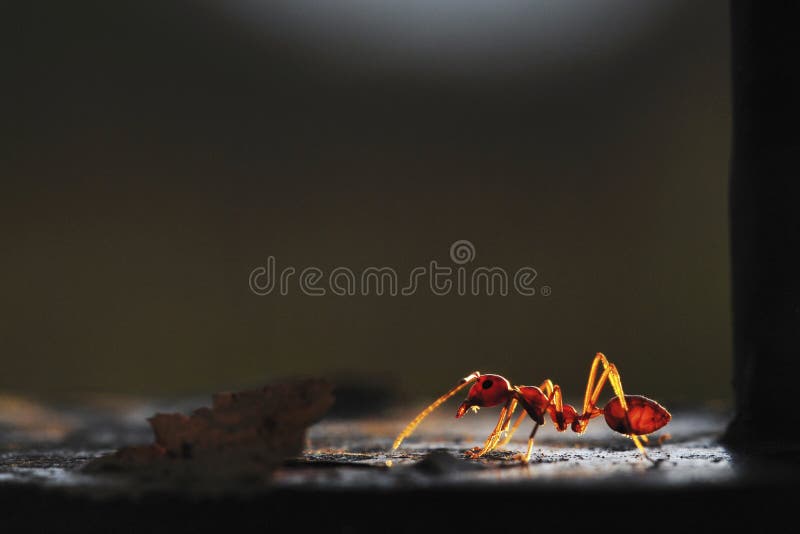 Ant with light and shadow stock photo. Image of macro - 89554610