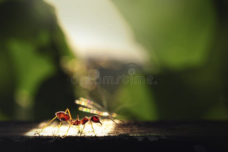 Red Ants Stand on Green Leaves. Stock Image - Image of ants, food ...