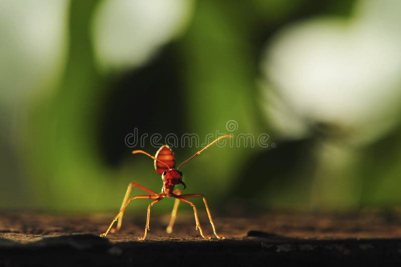 Ant with light and shadow stock image. Image of green - 89554707