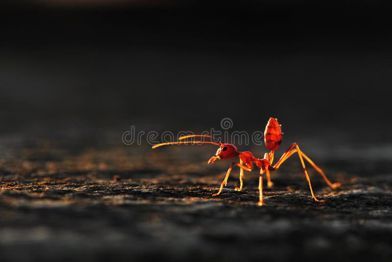 Ant with light and shadow stock photo. Image of sunrise - 89554726
