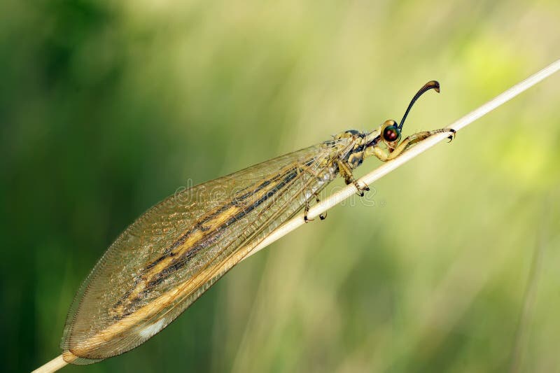 Ant lion stock photo. Image of lion, eyes, claws, moustaches - 33024146