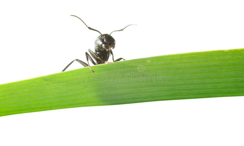 Ant Looking Down from Grass Stock Image - Image of grass, single: 29594165