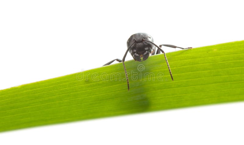 Ant Looking Down Grass Stock Photos - Free & Royalty-Free Stock Photos ...