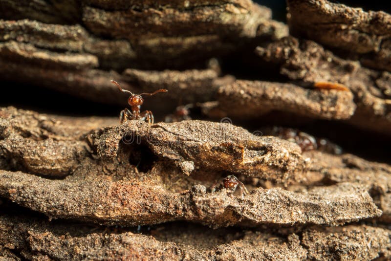 The Ant Looks into the Camera. the Bark of an Old Tree. Multi-layered ...