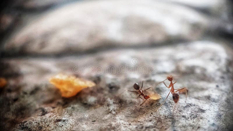 Ant lunch time stock image. Image of macro, animal, lunch - 174382955