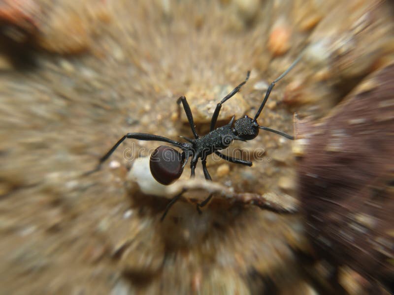 Ant Macro stock photo. Image of insect, biology, biological - 3454302