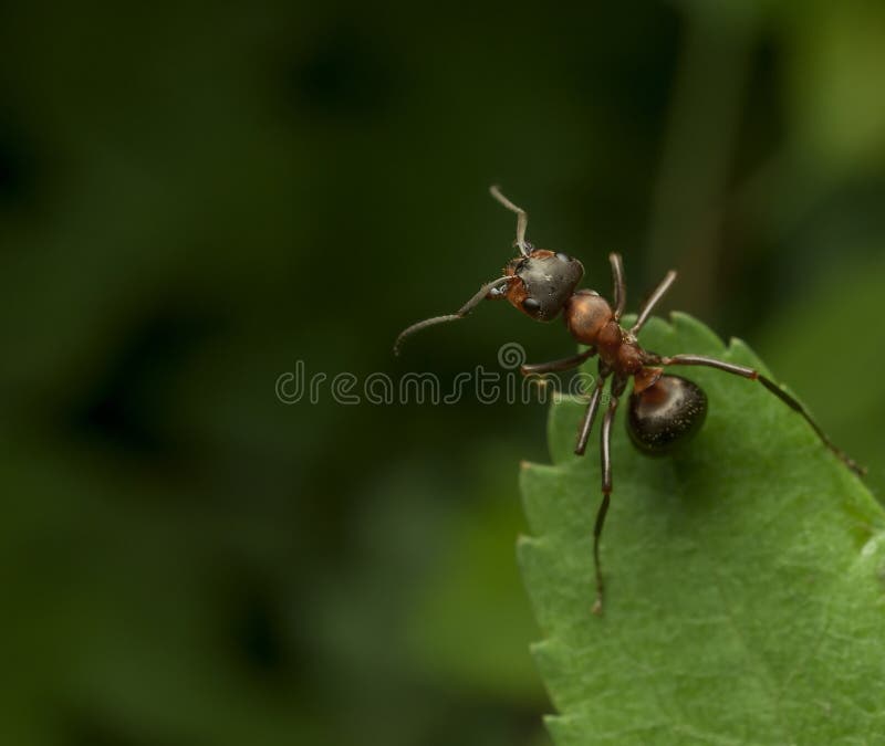 Ant stock photo. Image of wild, animal, natural, entomology - 188526718