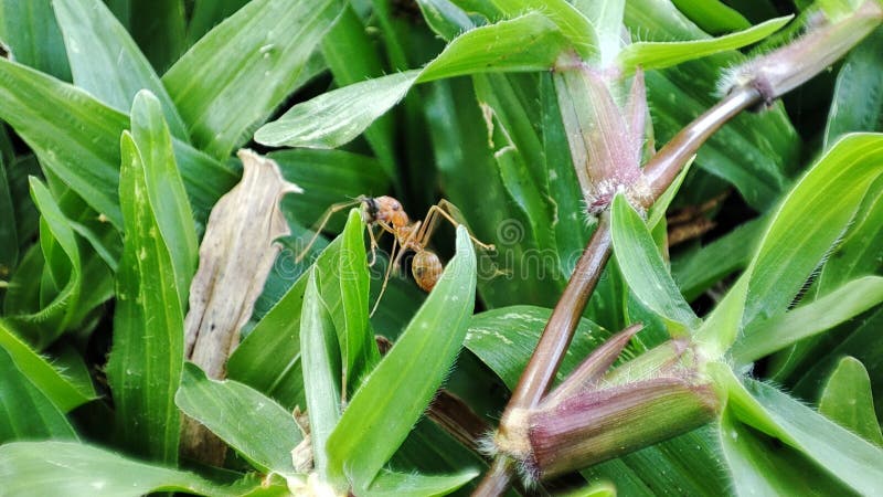 Ant in Macro Camera and Grass View Stock Image - Image of view, camera ...