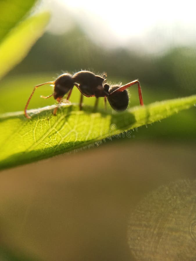 Ant Macro Photo Using Mobile Camera with Macro Lence / Stock Photo ...