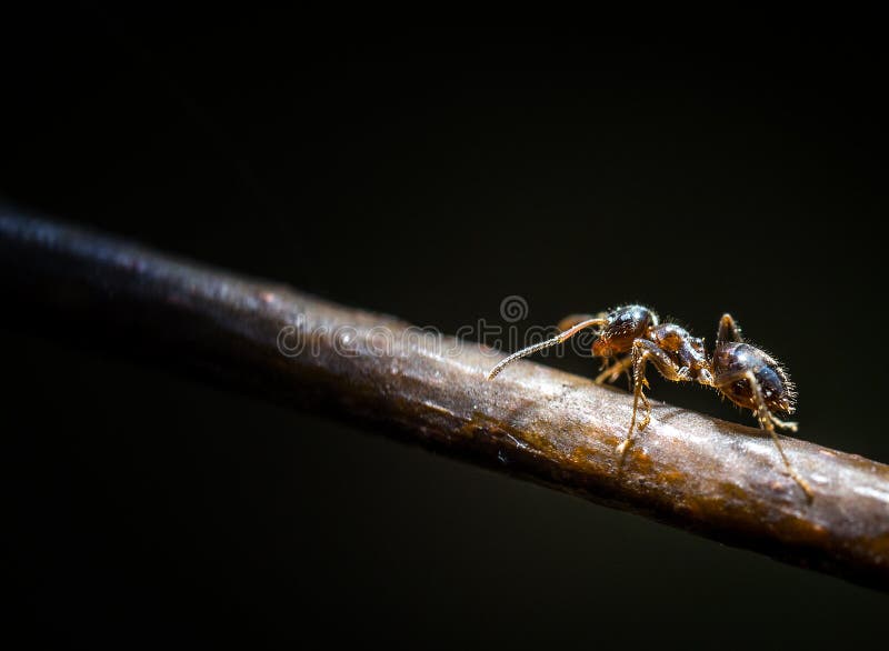 Ant macro photography stock photo. Image of insects, antenna - 96314924