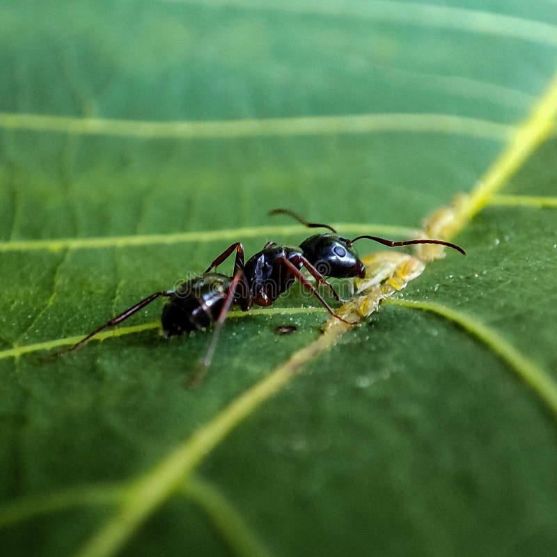 Ant Macro Shot Eating Little Bugs Stock Image - Image of shot, little ...