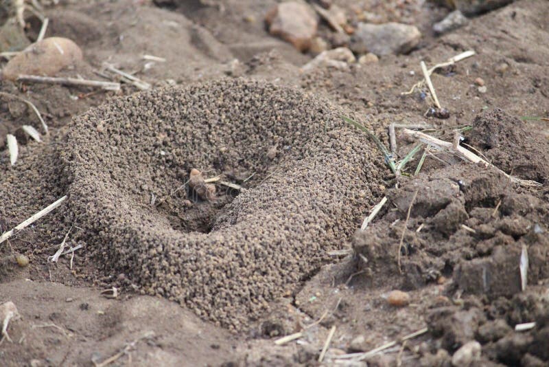 Ant Den Stock Photos - Free & Royalty-Free Stock Photos from Dreamstime