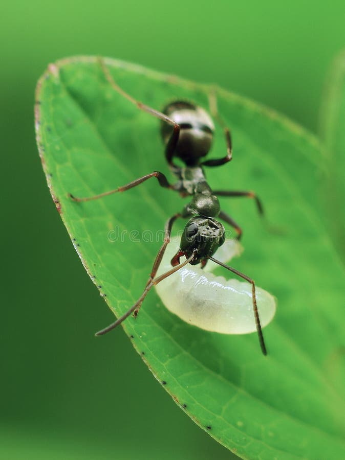 Red Ants stock photo. Image of confused, indian, black - 4660162