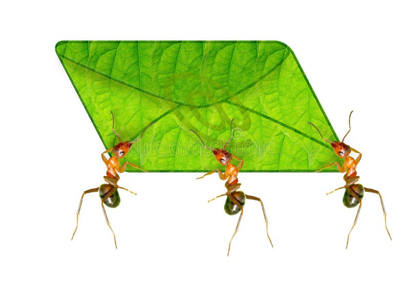 Tailor Ant and Team of Ants Sewing Wear, Teamwork Stock Photo - Image ...