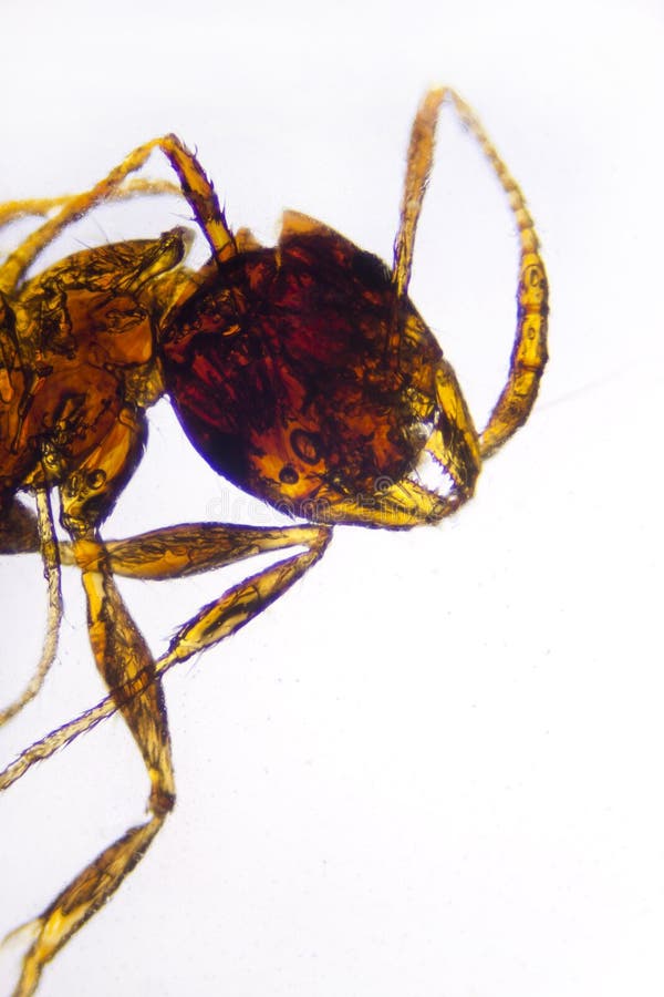 Ant stock photo. Image of microphoto, nature, zoology - 36294508