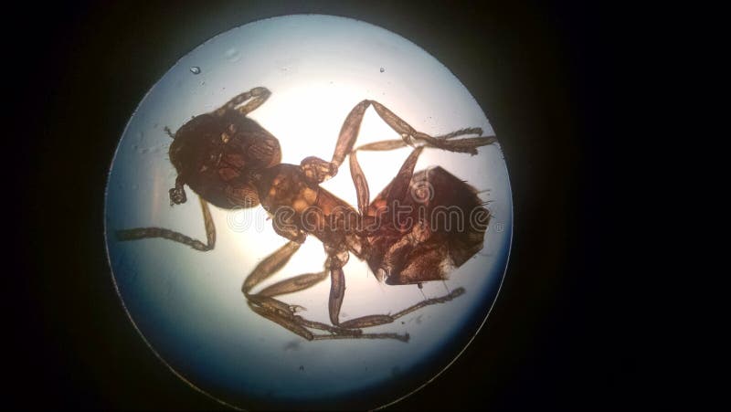 Ant in the microscope stock image. Image of micro, insect - 96206371