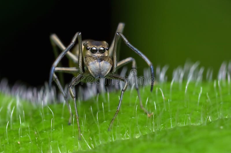 Ant mimic spider stock image. Image of spider, forest - 53379921