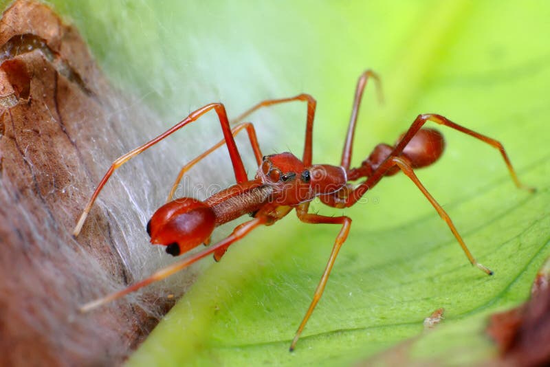 Ant Mimic Spider Leaves Stock Photos - Free & Royalty-Free Stock Photos ...