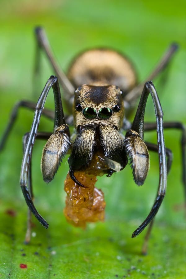 Ant mimic spider with prey stock image. Image of grey - 13225291