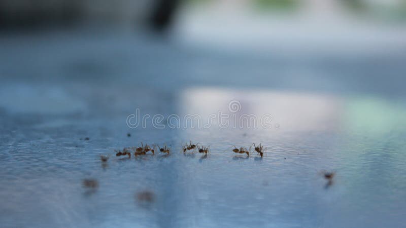 Ant in the morning stock photo. Image of ants, suitable - 175989032