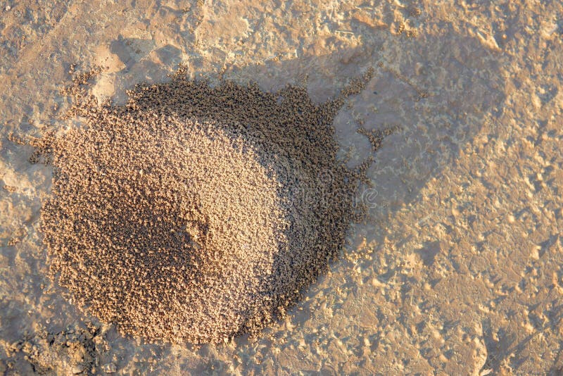 Ant mound stock image. Image of grain, hills, insects - 251154819