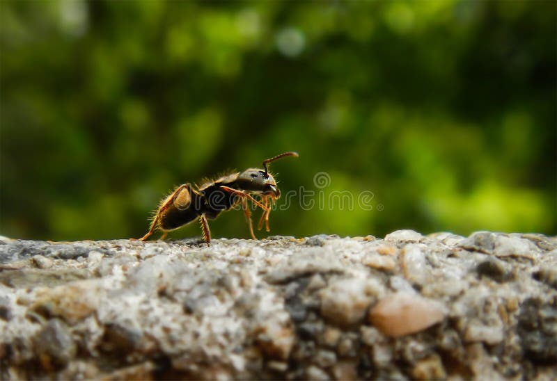 Ant Moves on a Rocky Surface Stock Photo - Image of build, beak: 181424694