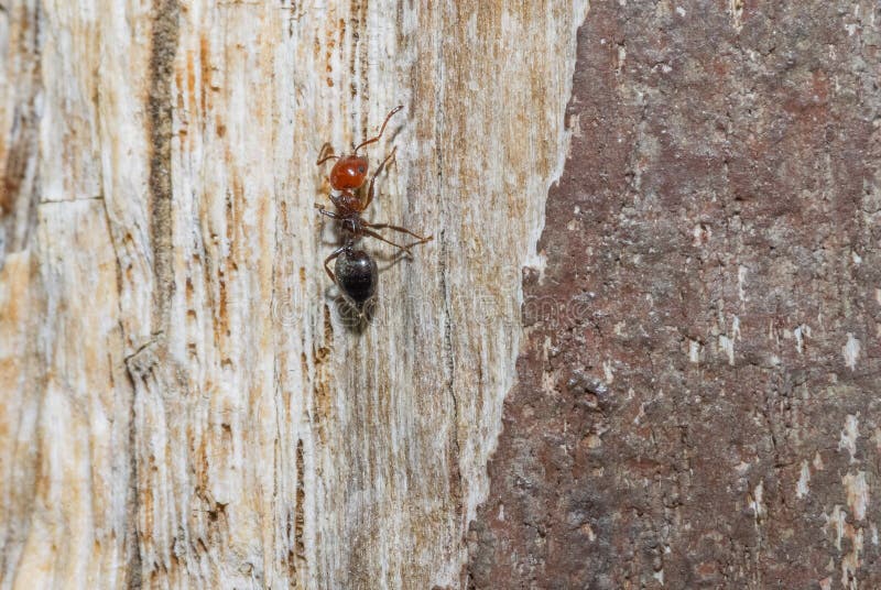 Ant moving close up stock photo. Image of yellow, worker - 106490446