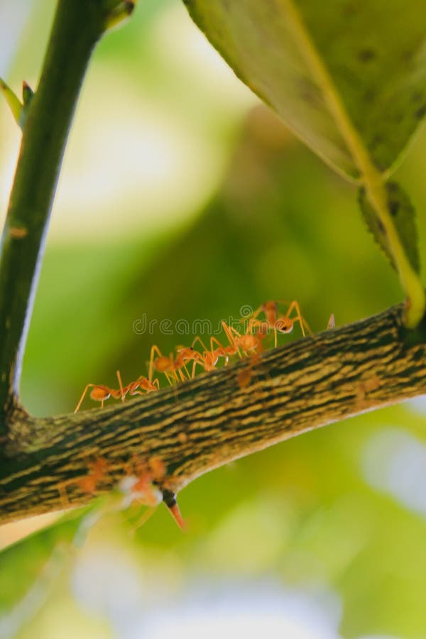 Ant life stock image. Image of grass, leaf, invertebrate - 185100089