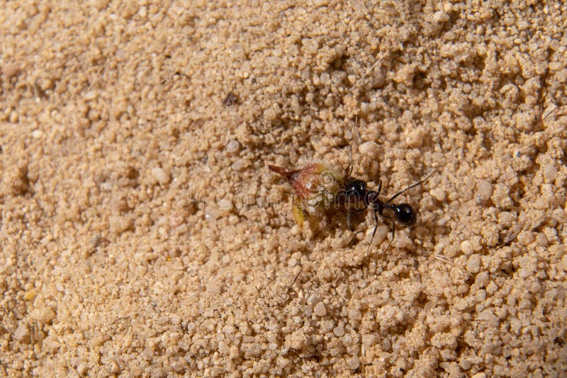 An Ant Moving a Plant Branch on Top of the Sand Stock Photo - Image of ...
